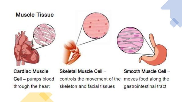 4_CLASSIFICATION_OF_DIFFERENT_CELL_TYPES_(PLANT.pptx
