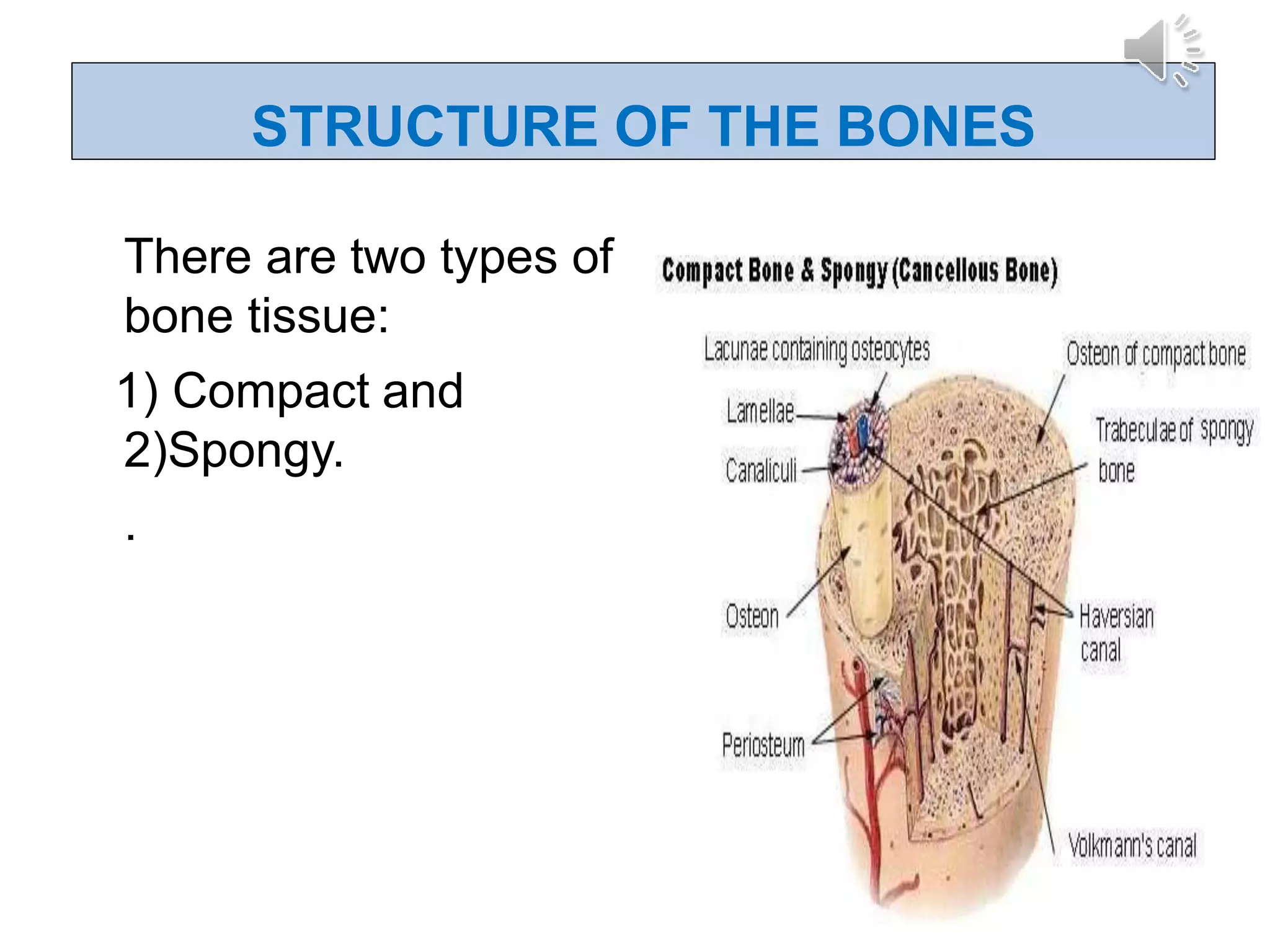 CONGENITAL DISORDERS IN MUSCULOSKELETAL SYSTEM | PPTX