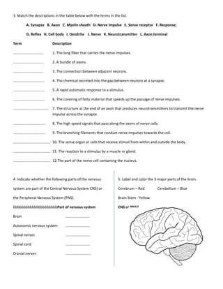 nervous_system_worksheet.pdf