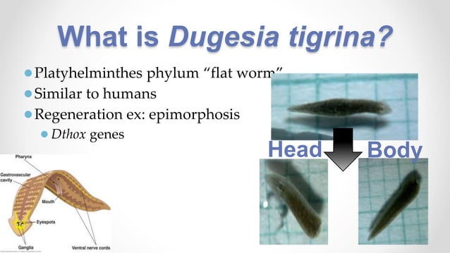 WiFi PresentationFINAL | PPT