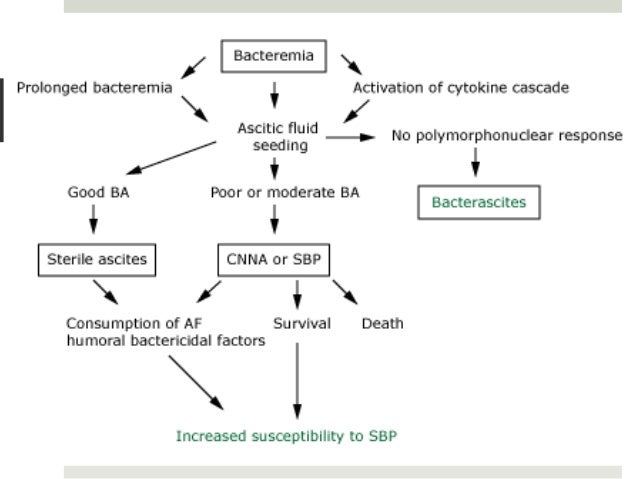 SBP and hepatic encephalopathy