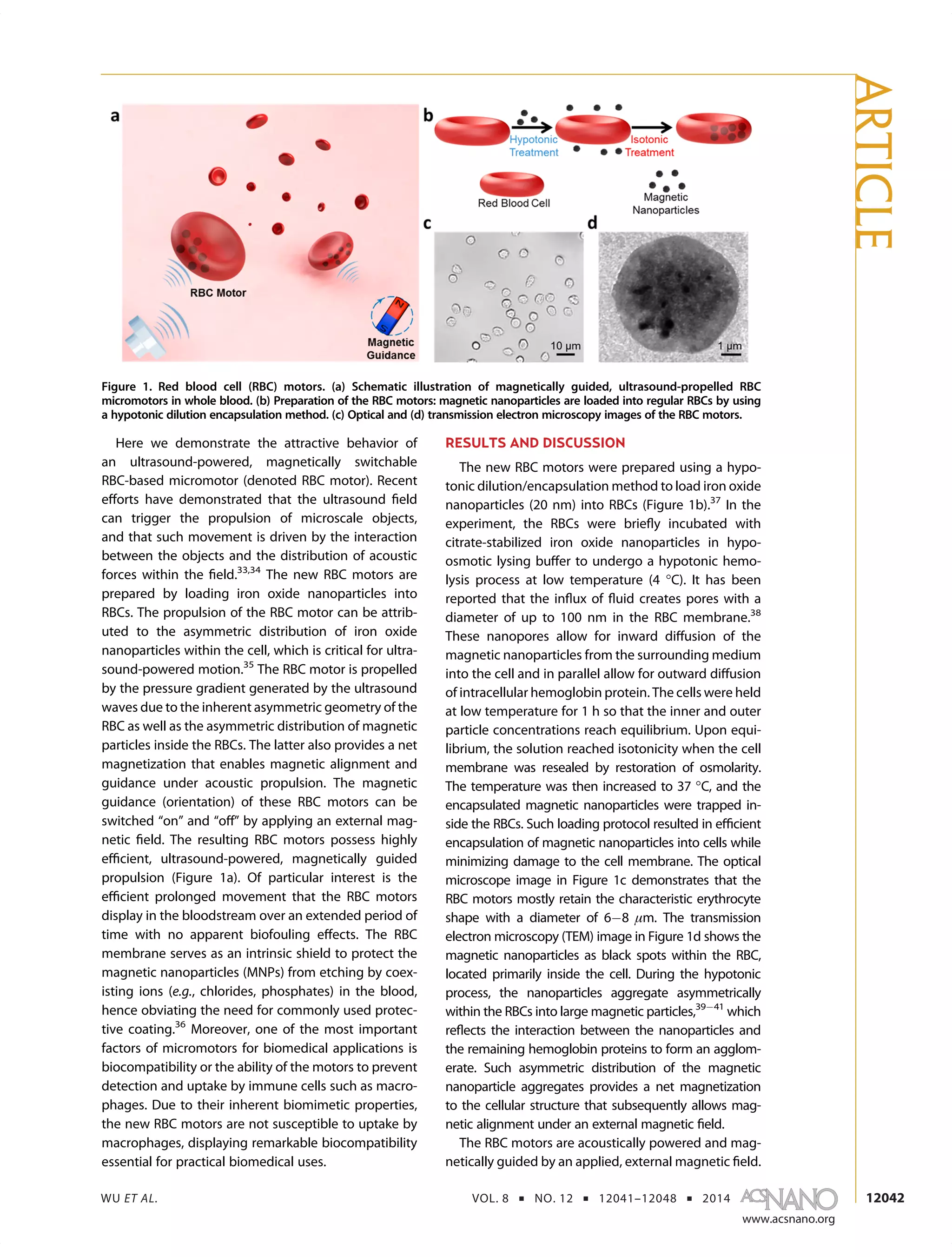Turning_Erythrocytes_into_Functional_Mic | PDF