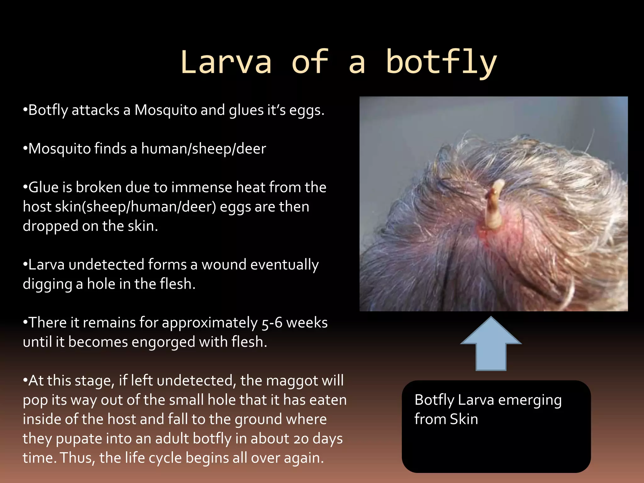 4 deadly parasites | PPTX