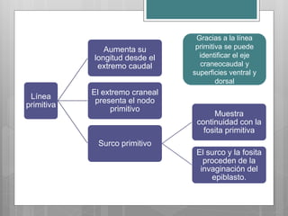 Embriología: De la 3° a 8° semana del desarrollo | PPTX