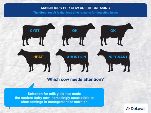 Pregnancy and reproduction in dairy cows | PPTX | Infertility ...