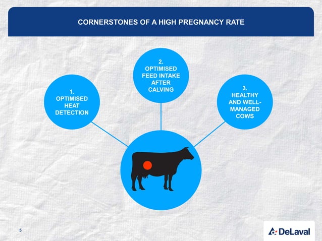 Pregnancy and reproduction in dairy cows | PPTX | Infertility ...
