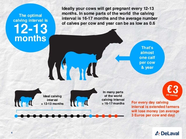 Pregnancy and reproduction in dairy cows
