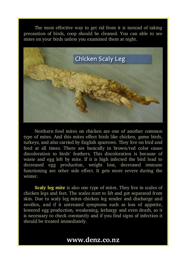 4 different types of scaly leg mites on chicken