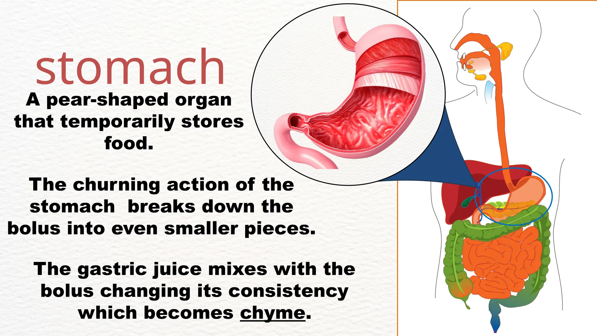 4 DIGESTIVE SYSTEM - how the major organs of the human body work ...