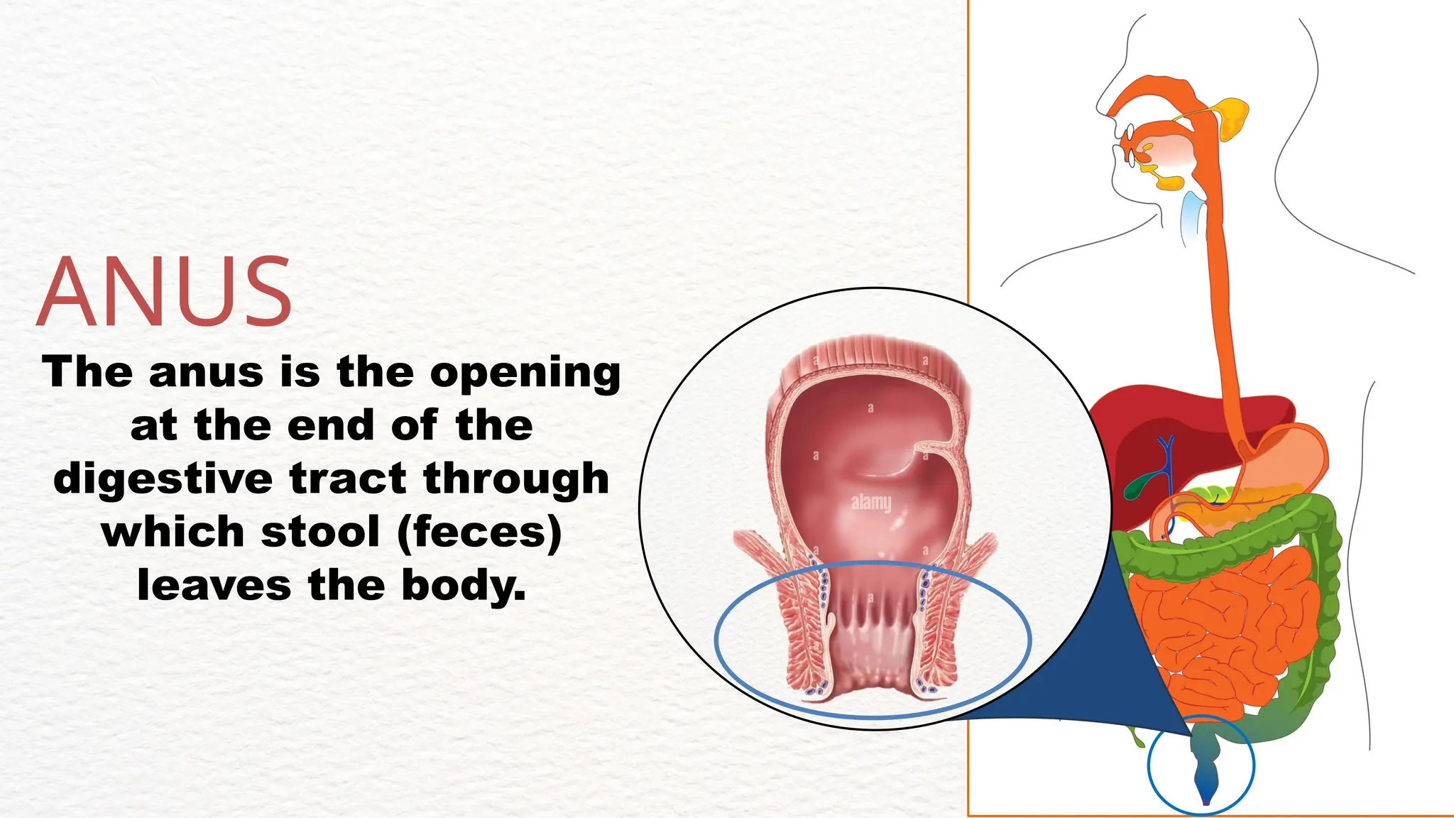 4 DIGESTIVE SYSTEM - how the major organs of the human body work ...