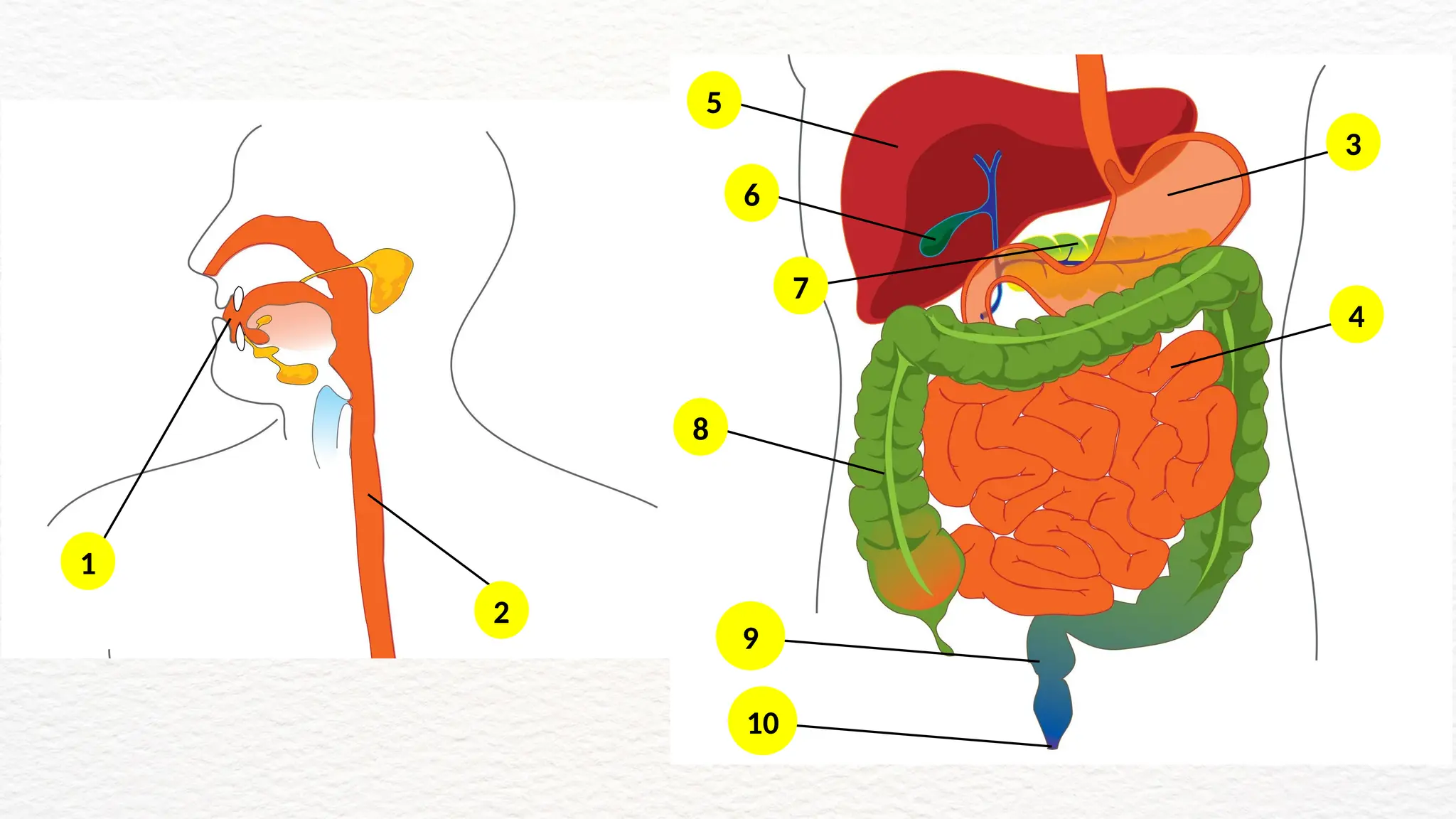 4 DIGESTIVE SYSTEM - how the major organs of the human body work ...
