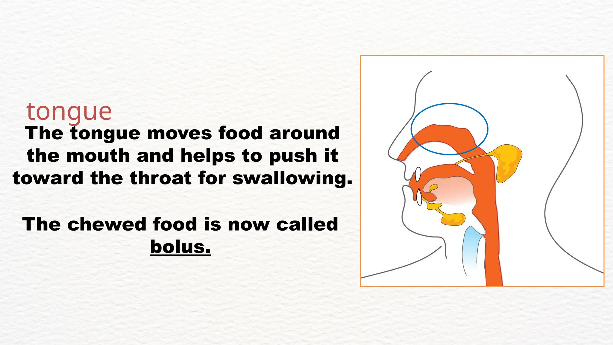 4 DIGESTIVE SYSTEM - how the major organs of the human body work ...