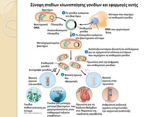 Tεχνολογία Aνασυνδυασμένου DNA | PPTX