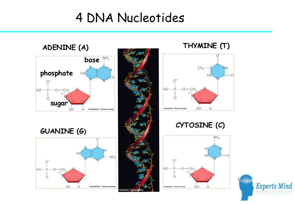 4 dna nucleotides