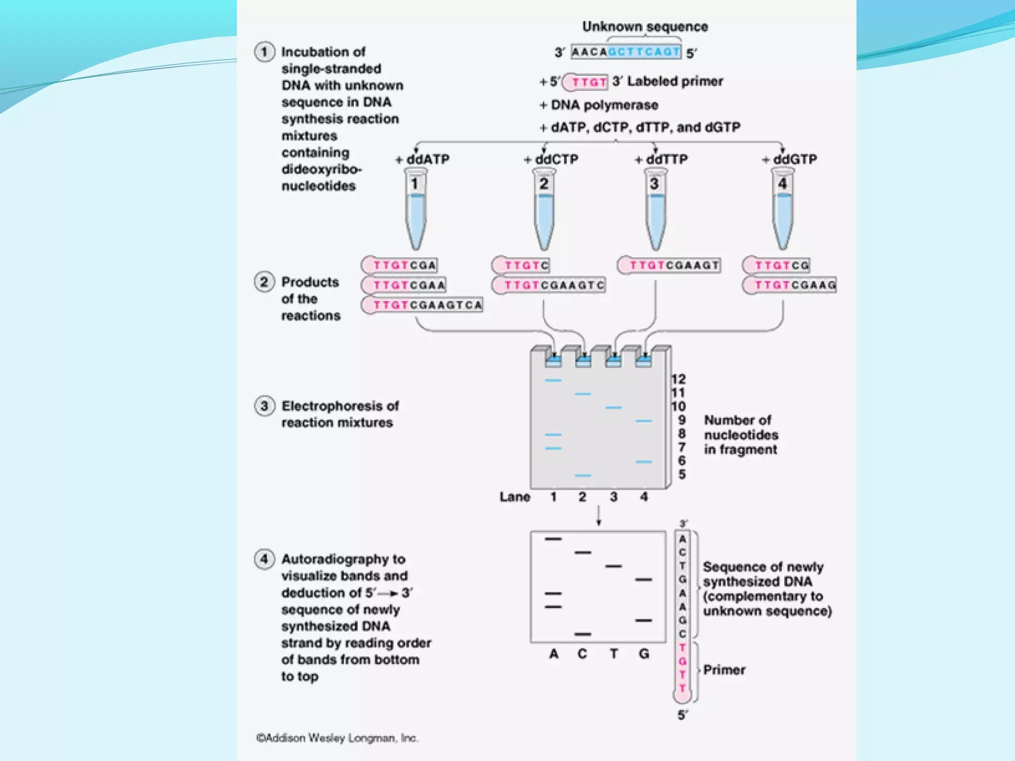 dna sequencing methods | PPT