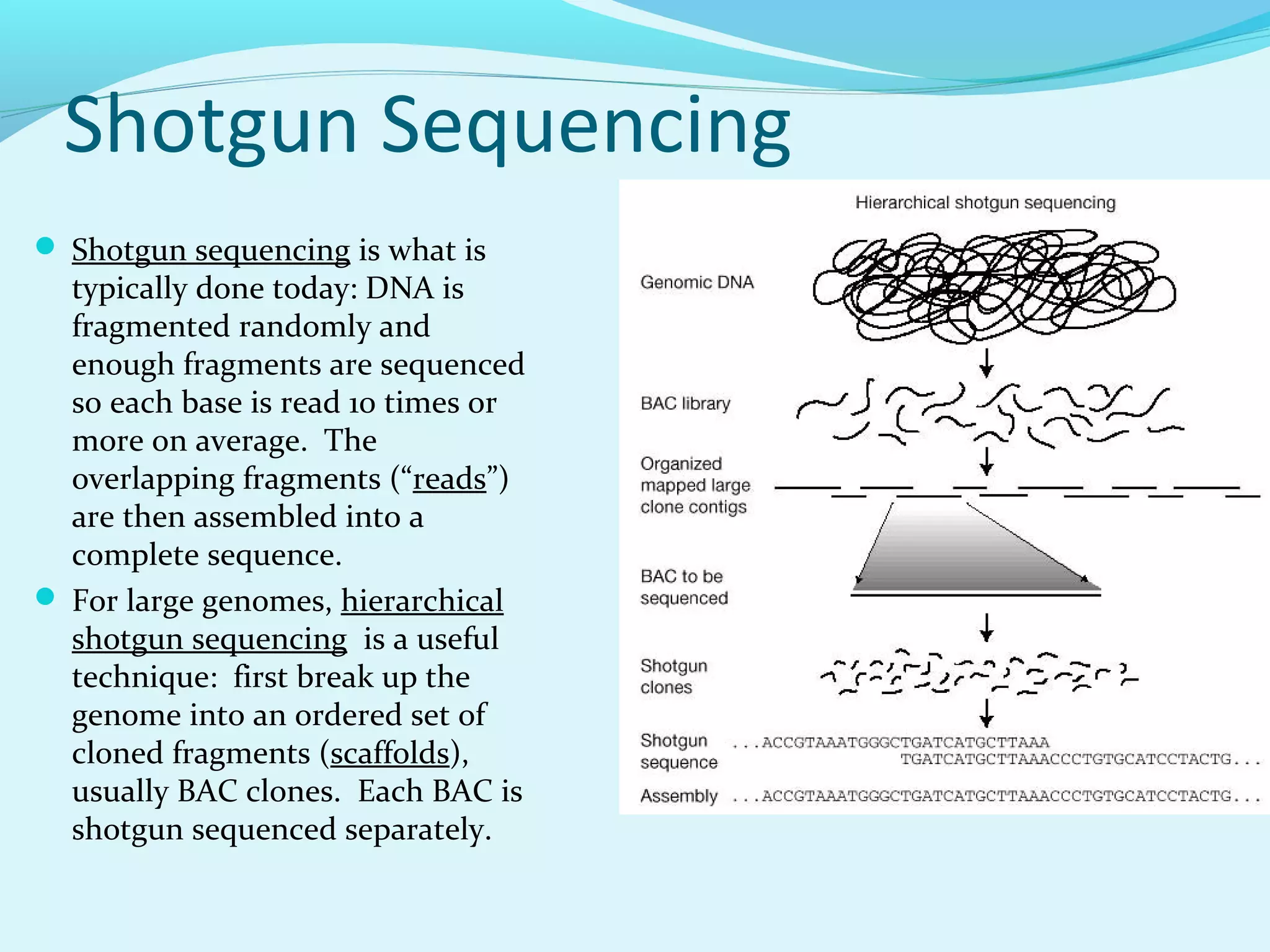 dna sequencing methods | PPT