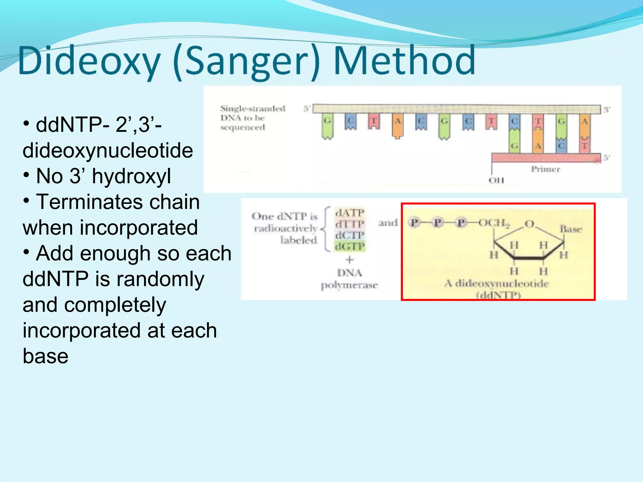 dna sequencing methods | PPT