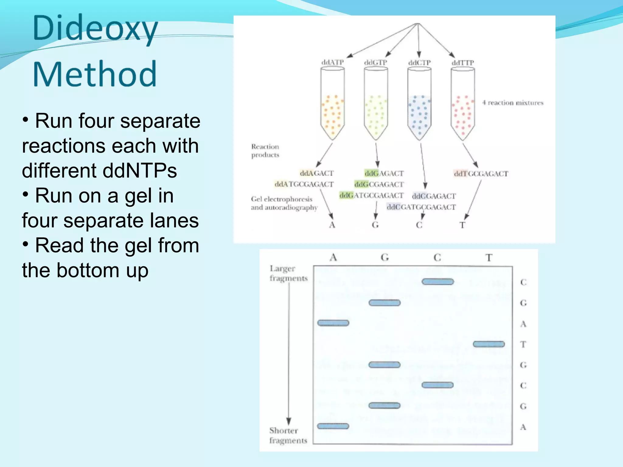 dna sequencing methods | PPT