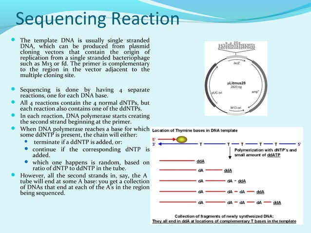 dna sequencing methods | PPT
