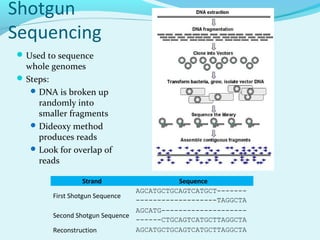 dna sequencing methods | PPT