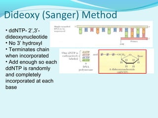 dna sequencing methods | PPT