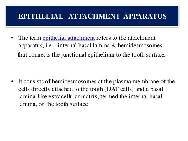 Epithelial Attachment Epithelium Junctional Junctional