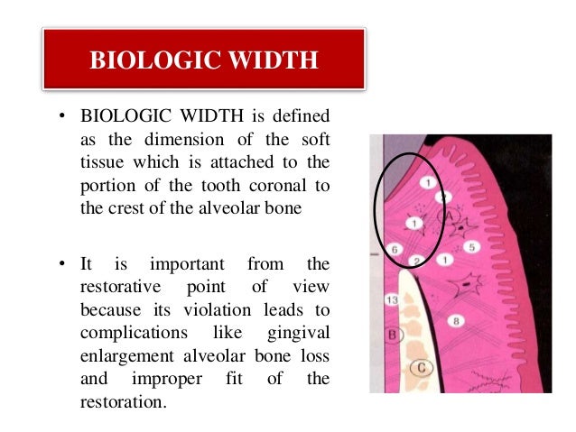 Junctional epithelium