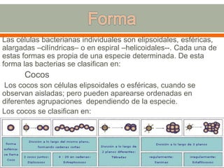 Estudio%20 general%20de%20los%20microorganismos | PPTX
