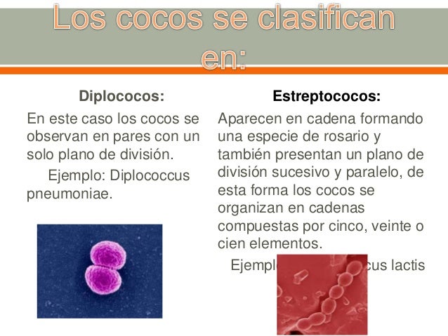 Estudio%20 general%20de%20los%20microorganismos