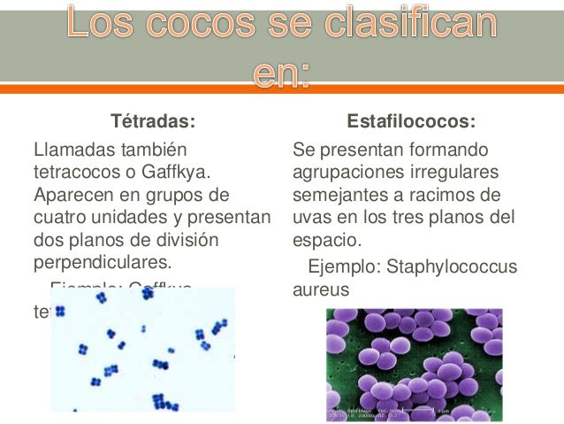 Estudio%20 general%20de%20los%20microorganismos