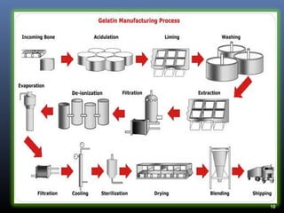 Hard gelatin capsules ppt B | PPT