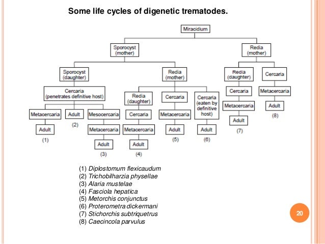 Digenetic Trematode Life Cycle