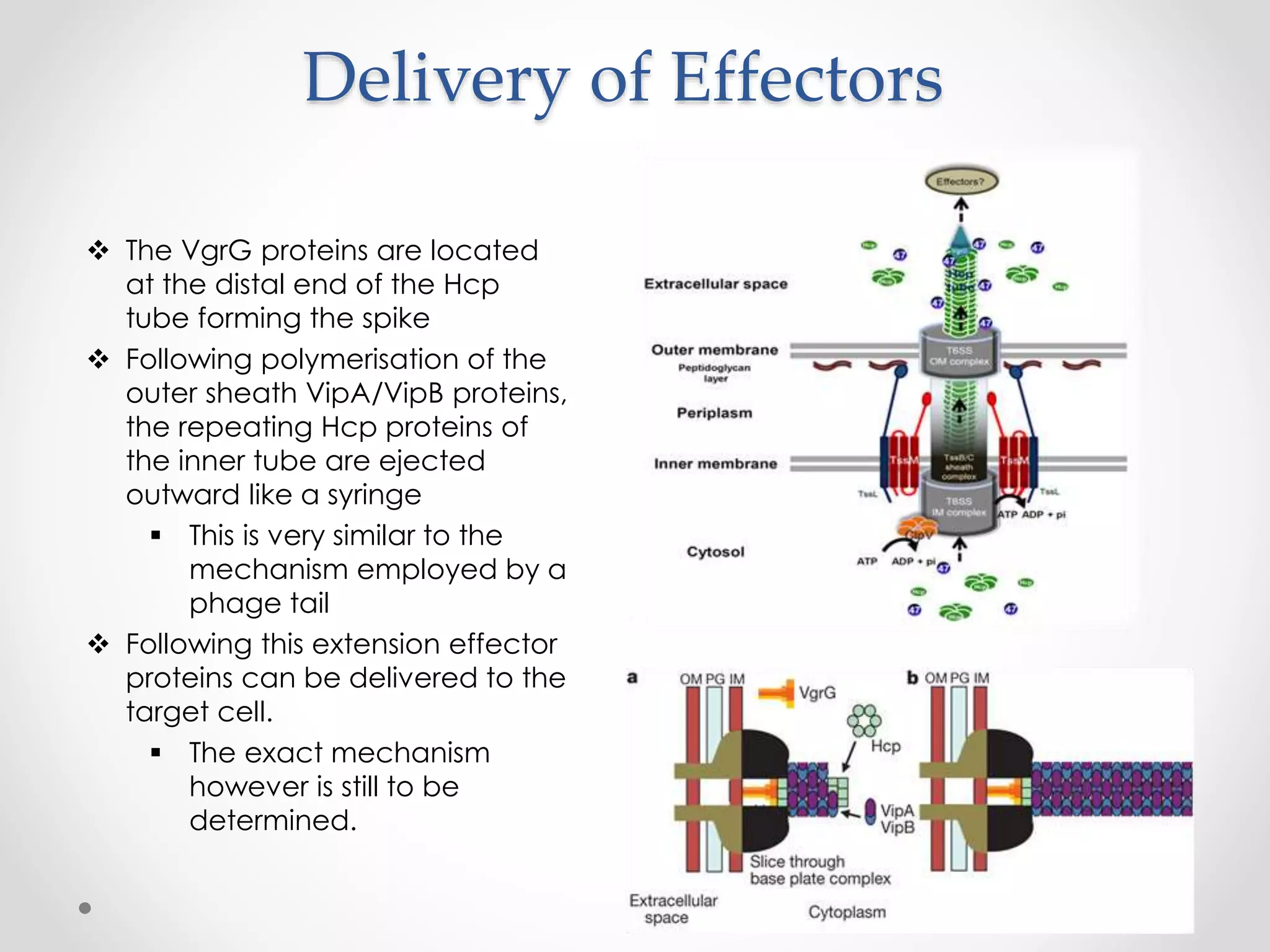 Type 6 Secretion Systems | PPTX