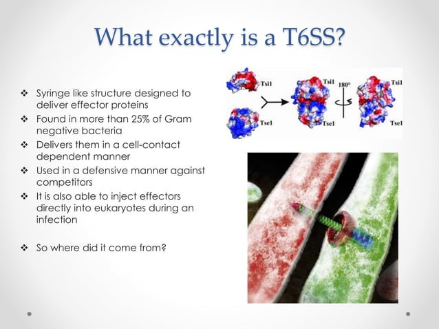 Type 6 Secretion Systems | PPTX | Genetics | Science
