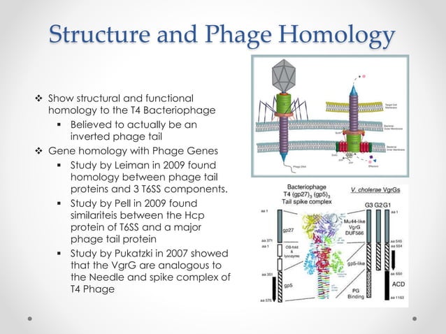 Type 6 Secretion Systems | PPTX | Genetics | Science