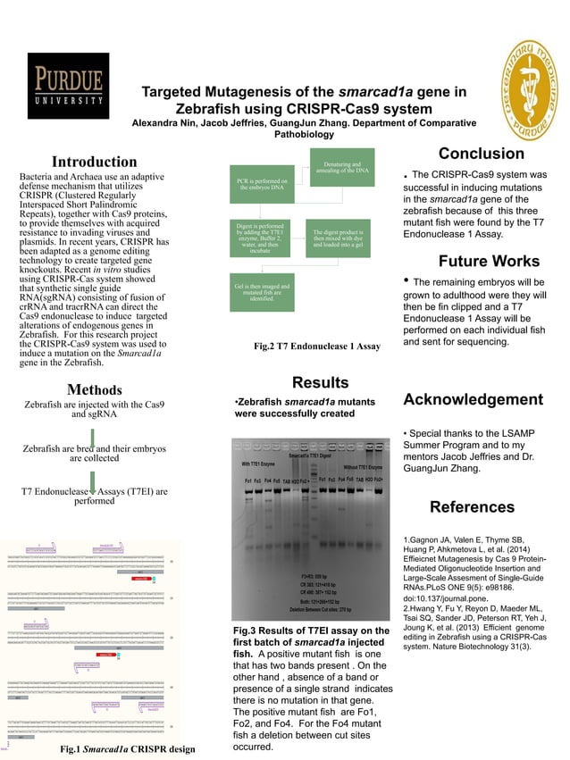 LSAMP final poster | PDF