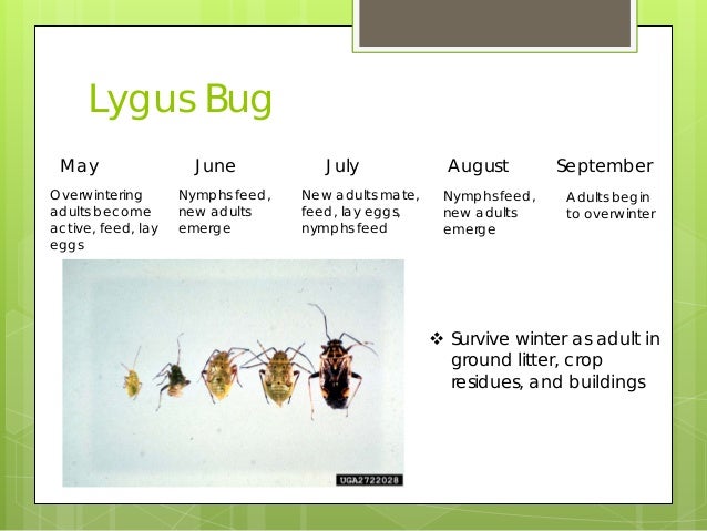 Lygus Bug