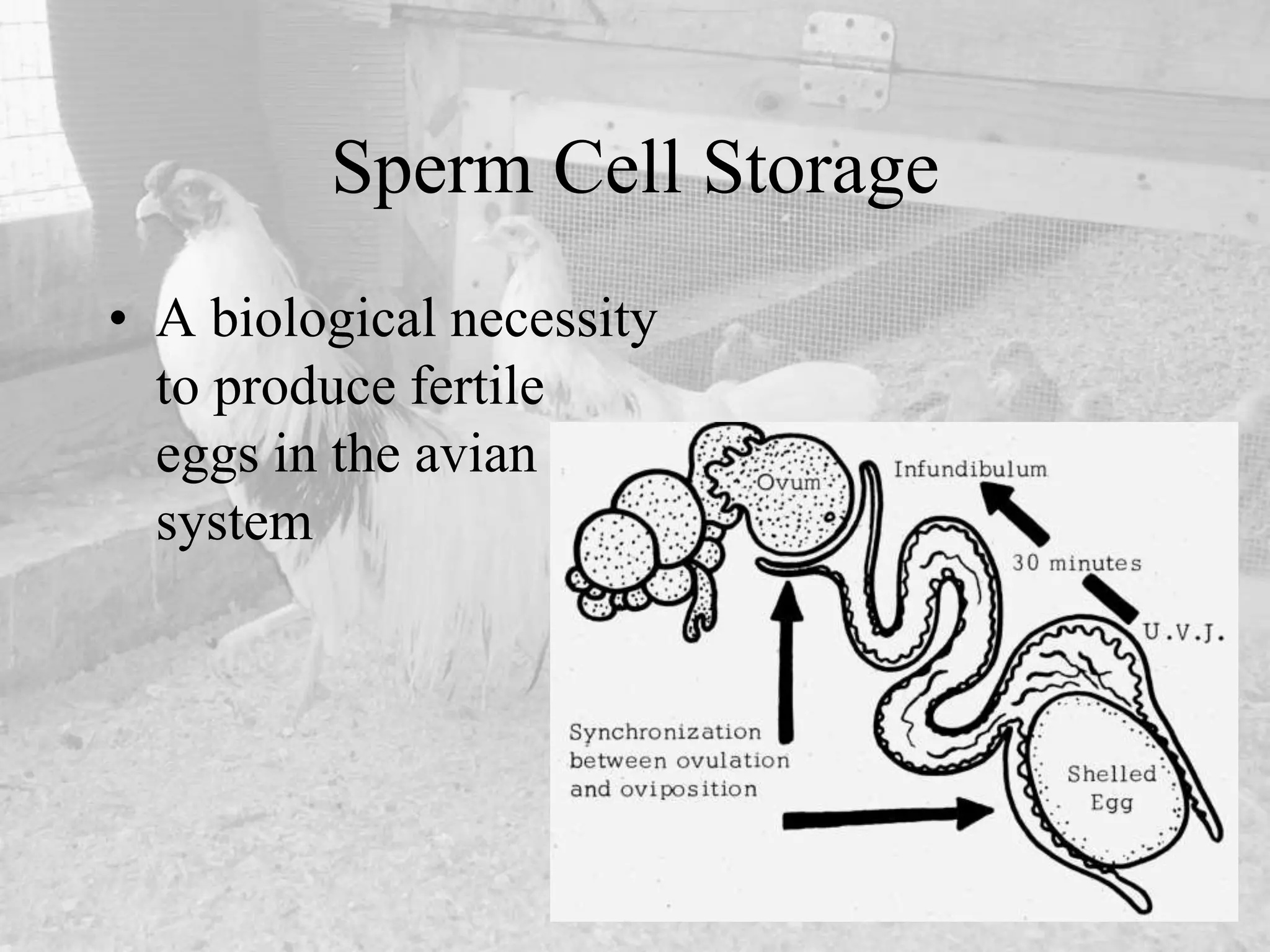 Female Reproductive system of Fowl, Egg formation and Egg structure | PPTX