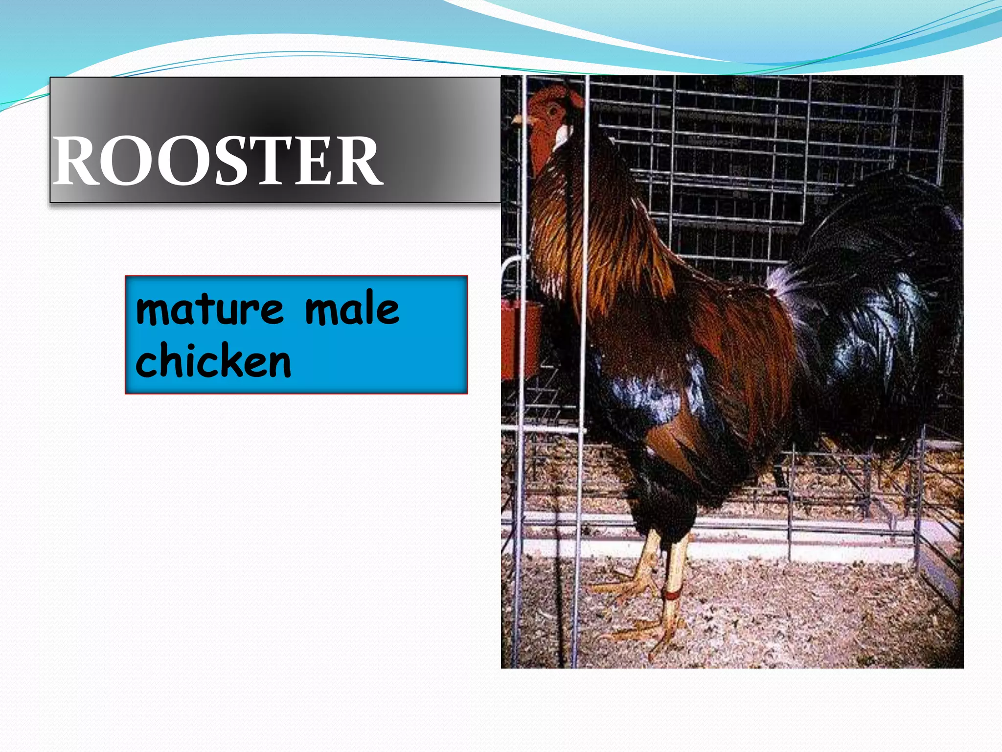 Female Reproductive System Of Fowl Egg Formation And Egg Structure Ppt
