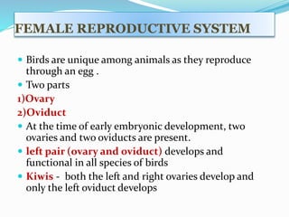 Female Reproductive system of Fowl, Egg formation and Egg structure | PPTX