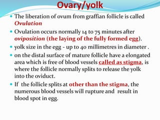 Female Reproductive system of Fowl, Egg formation and Egg structure | PPTX