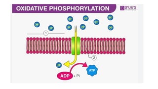 DPT - Biochemistry & Genetics - II (Bioenergetics) Electron Transport ...