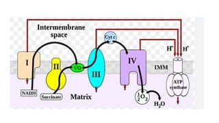 DPT - Biochemistry & Genetics - II (Bioenergetics) Electron Transport ...
