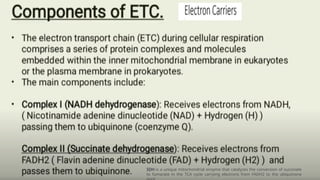 DPT - Biochemistry & Genetics - II (Bioenergetics) Electron Transport ...