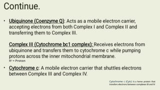 DPT - Biochemistry & Genetics - II (Bioenergetics) Electron Transport ...