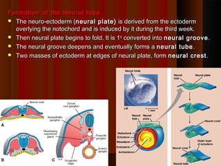 4embryonic period... | PPT