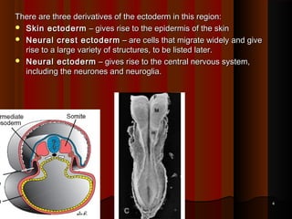 4embryonic period... | PPT