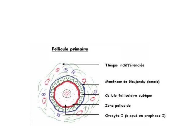 4eme cour-folliculogense