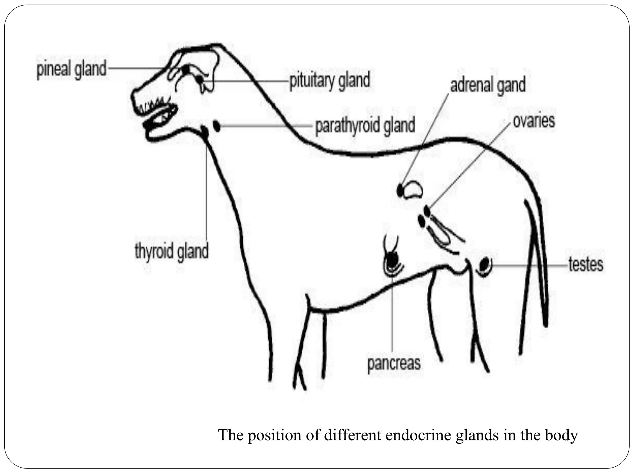 4 Endocrine system.pdf