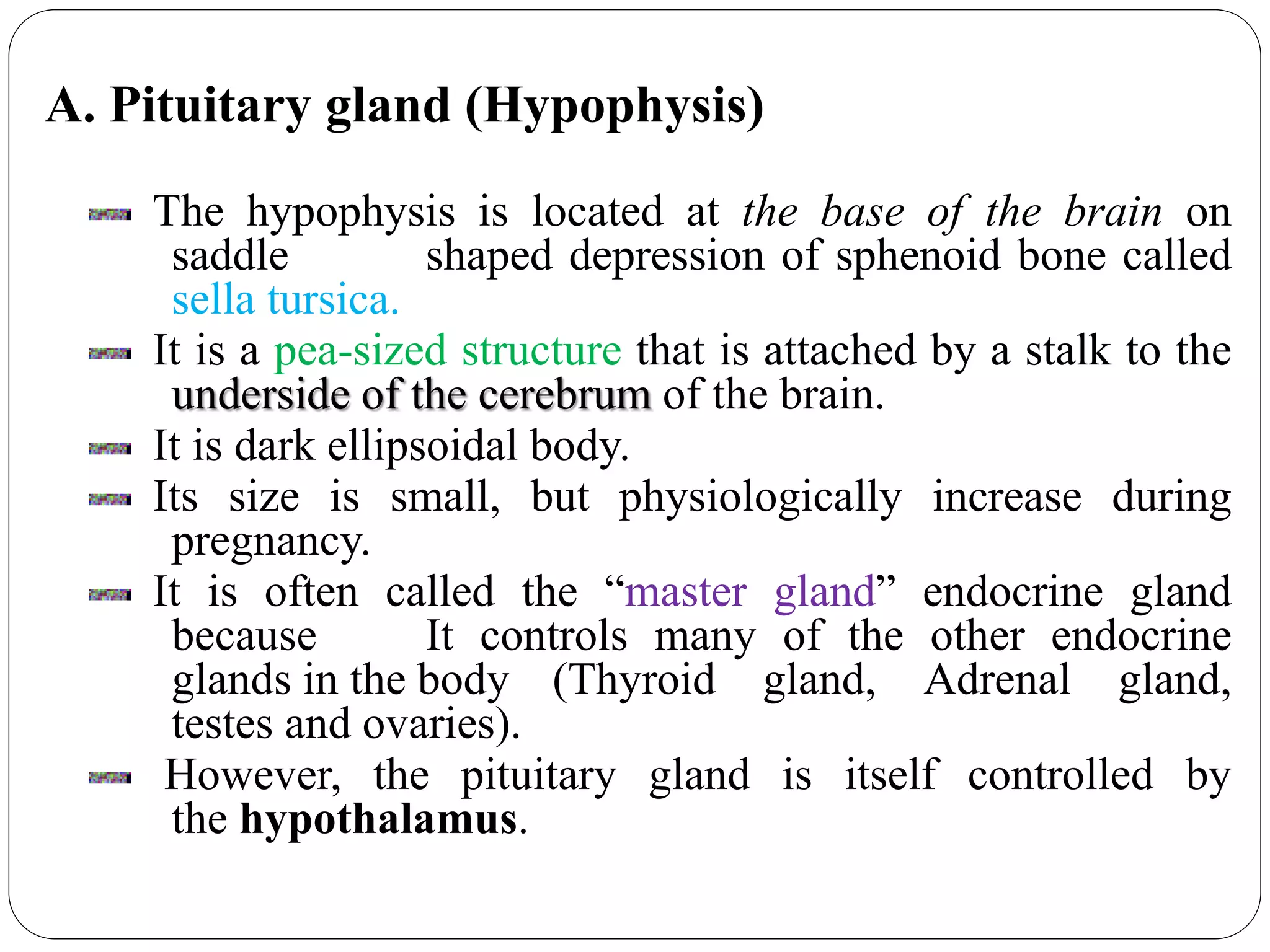 4 Endocrine system.pdf